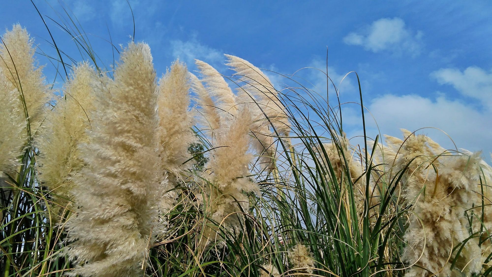 Puisi Poetry Prairie – Poetry Prairie